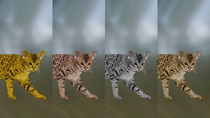 Cat Blender Models for Download | TurboSquid