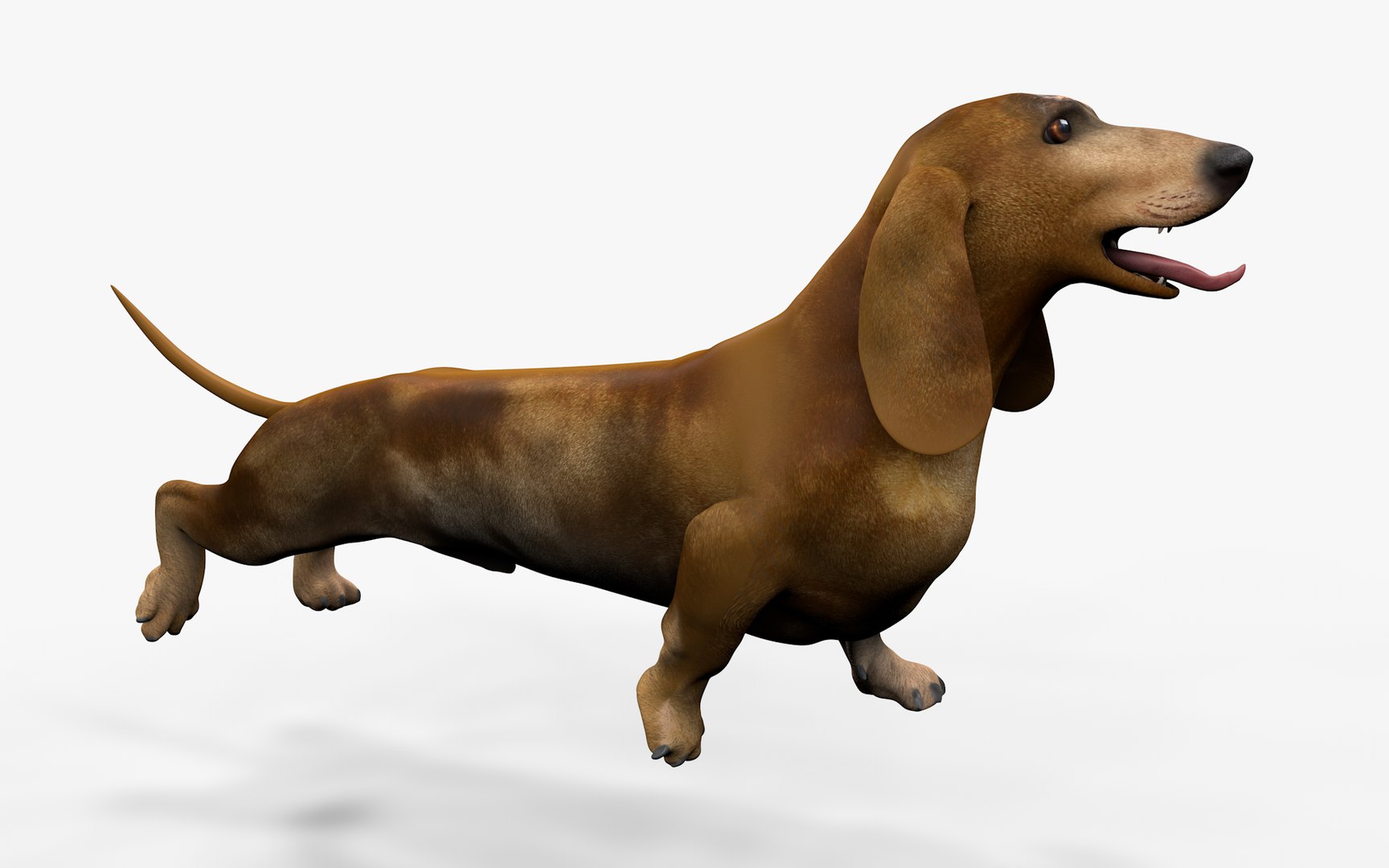 3D Dachshund Rigged L1866 - TurboSquid 1970583