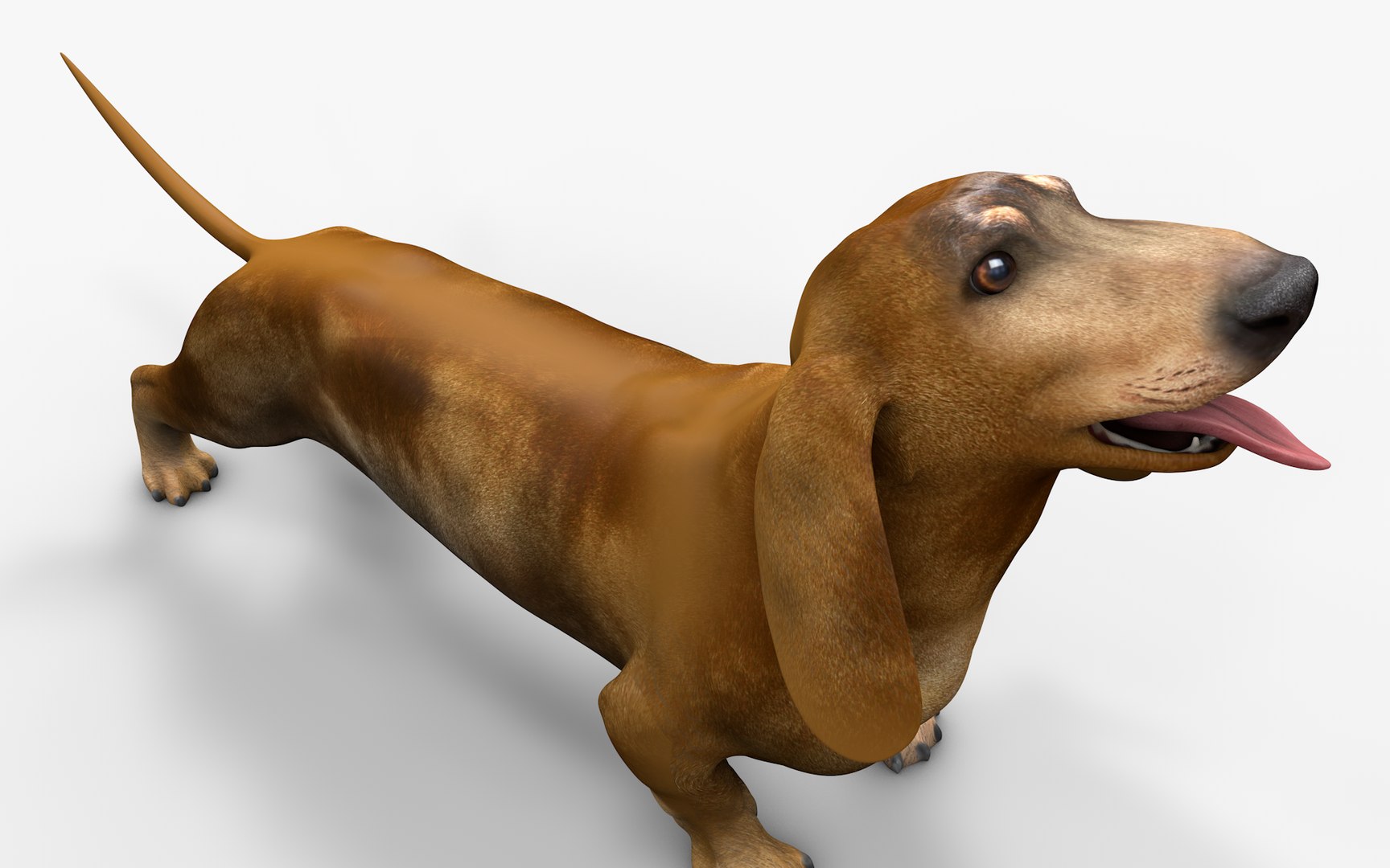 3D Dachshund Rigged L1866 - TurboSquid 1970583