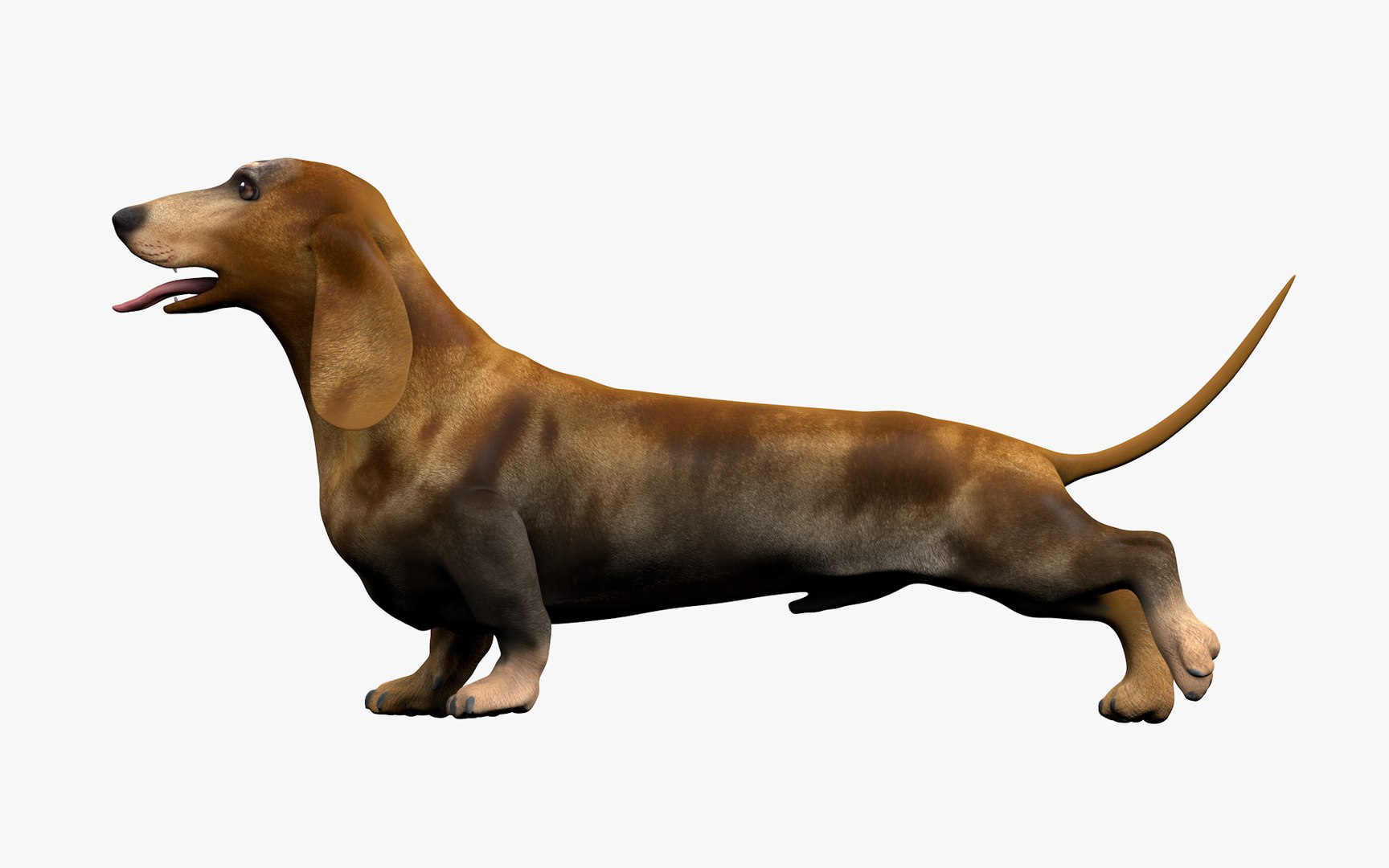 3D Dachshund Rigged L1866 - TurboSquid 1970583