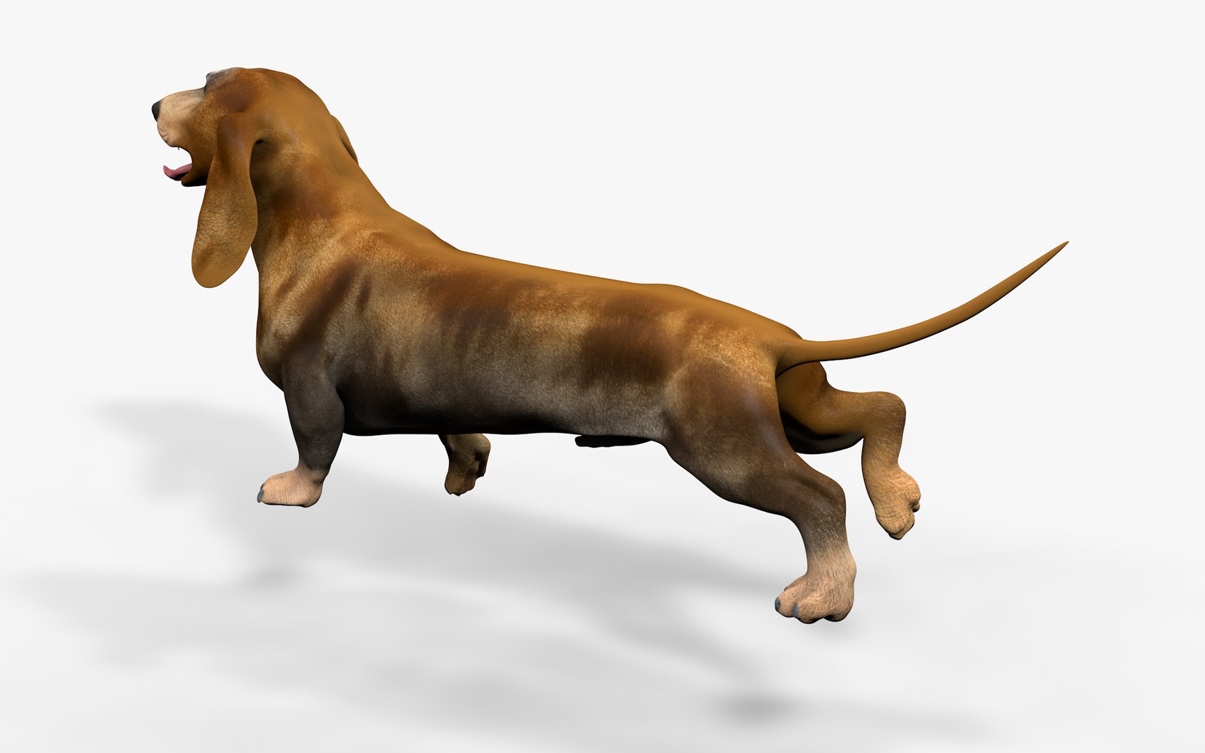 3D Dachshund Rigged L1866 - TurboSquid 1970583