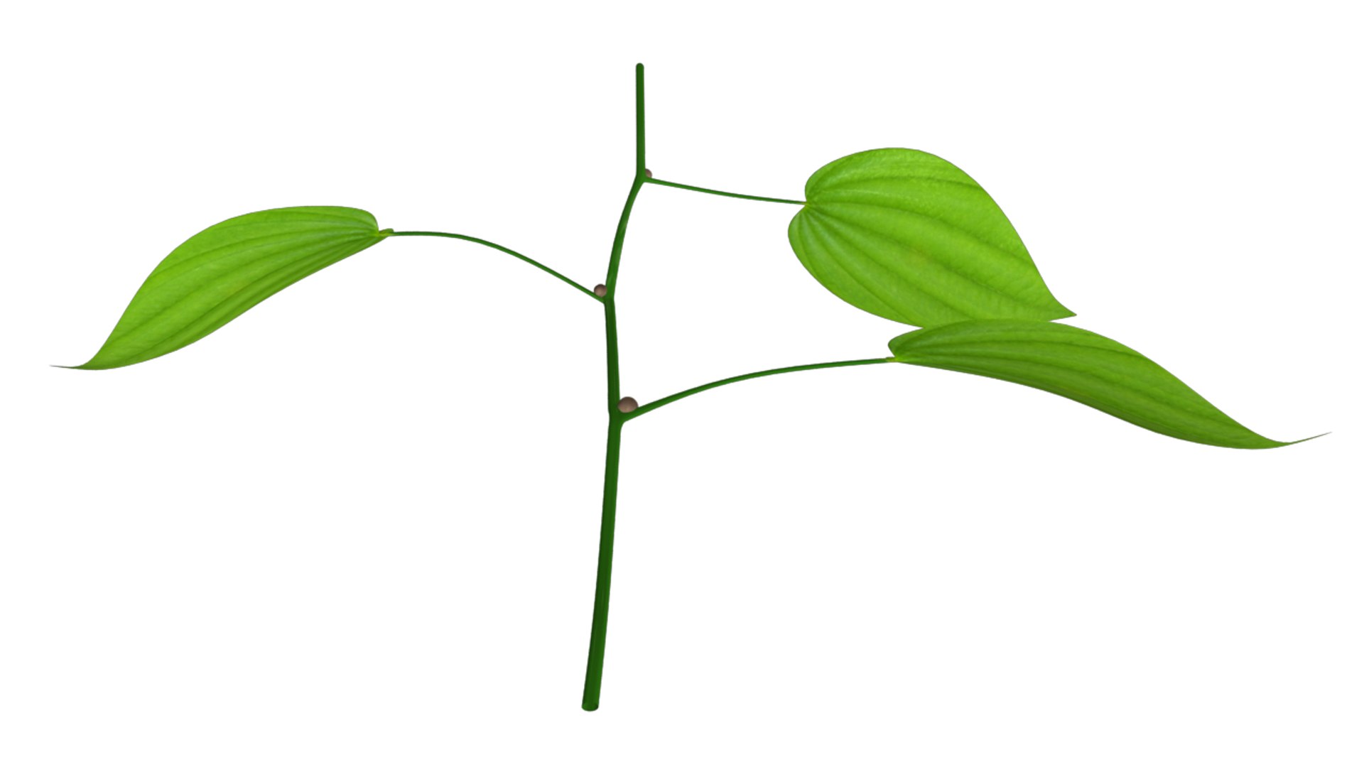 Dioscorea Plants Obj