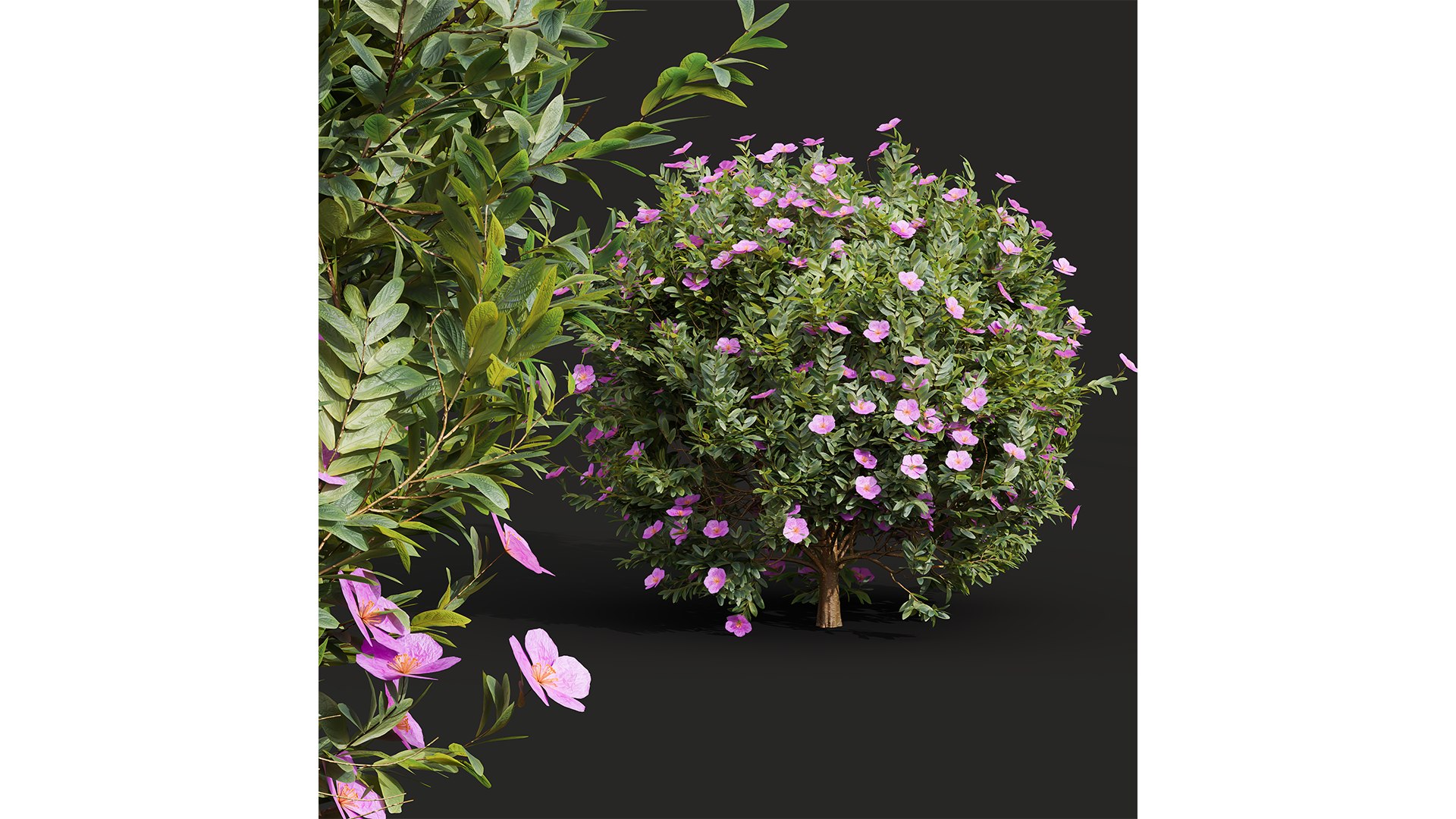 3D New Plant Cistus Albidus Zistrose Flower - TurboSquid 2184257