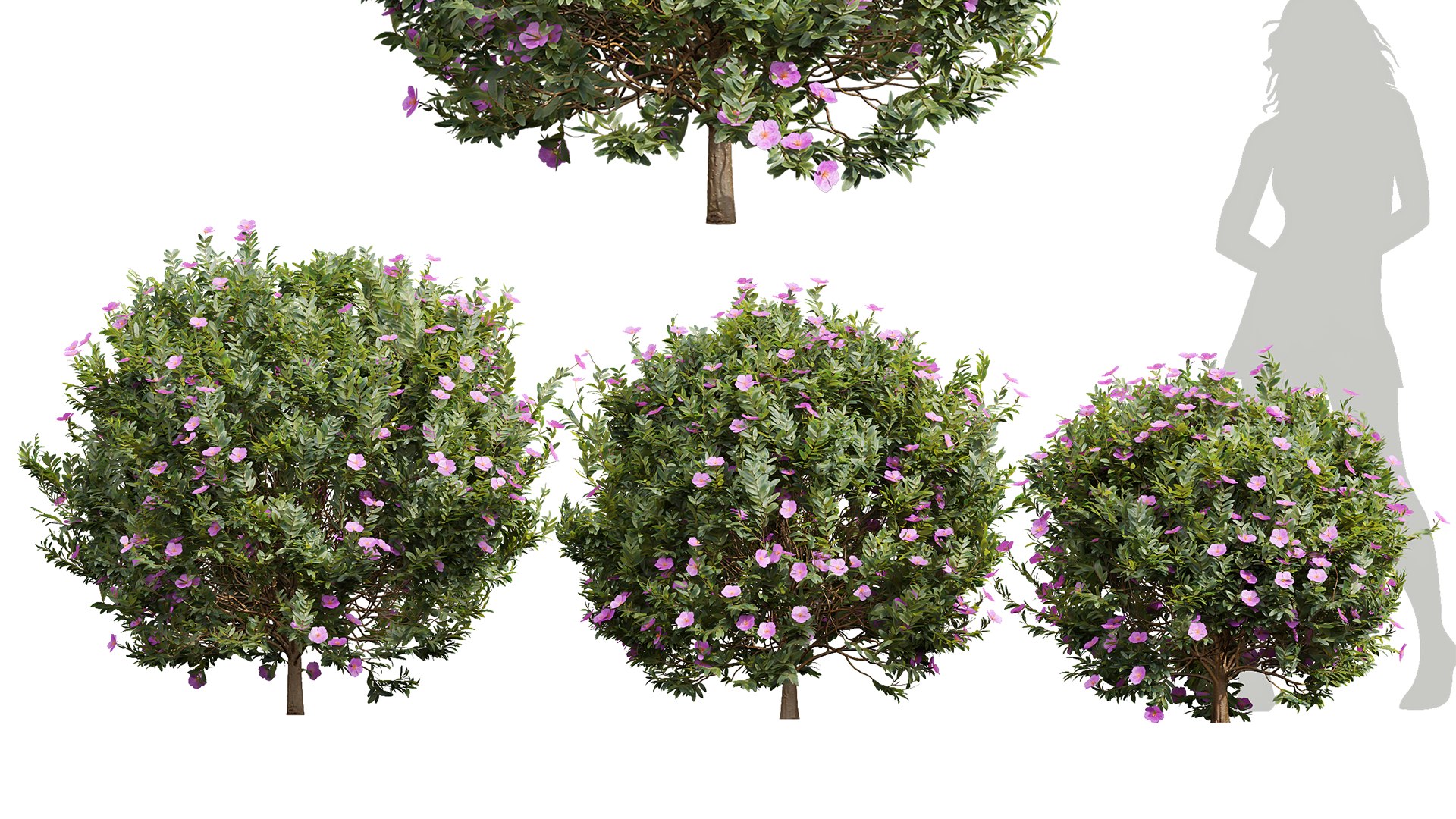 3D New Plant Cistus Albidus Zistrose Flower - TurboSquid 2184257