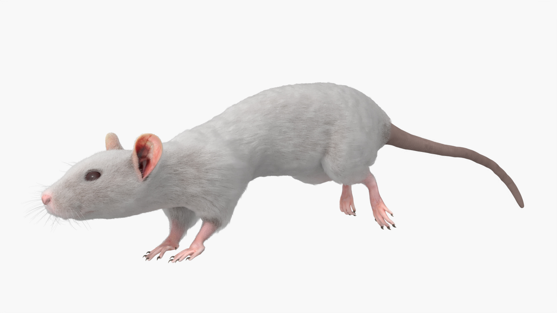 3D Rodent Rat Running Animated Rigged For Blender Model - TurboSquid ...