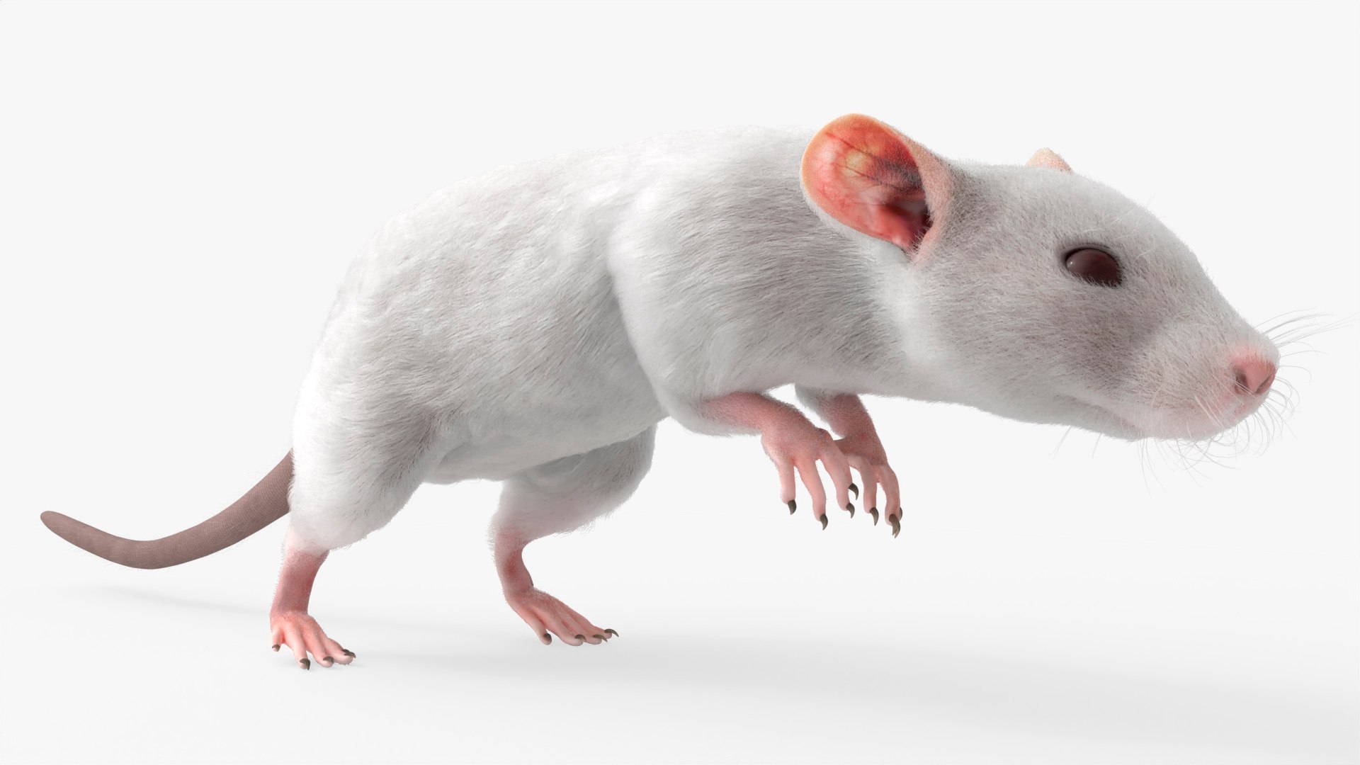 3D Rodent Rat Running Animated Rigged For Blender Model - TurboSquid ...