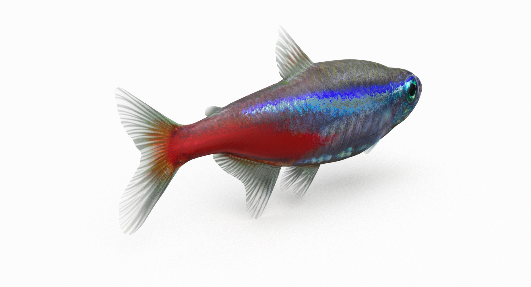 modelo 3d Neon Tetra - TurboSquid 1322519