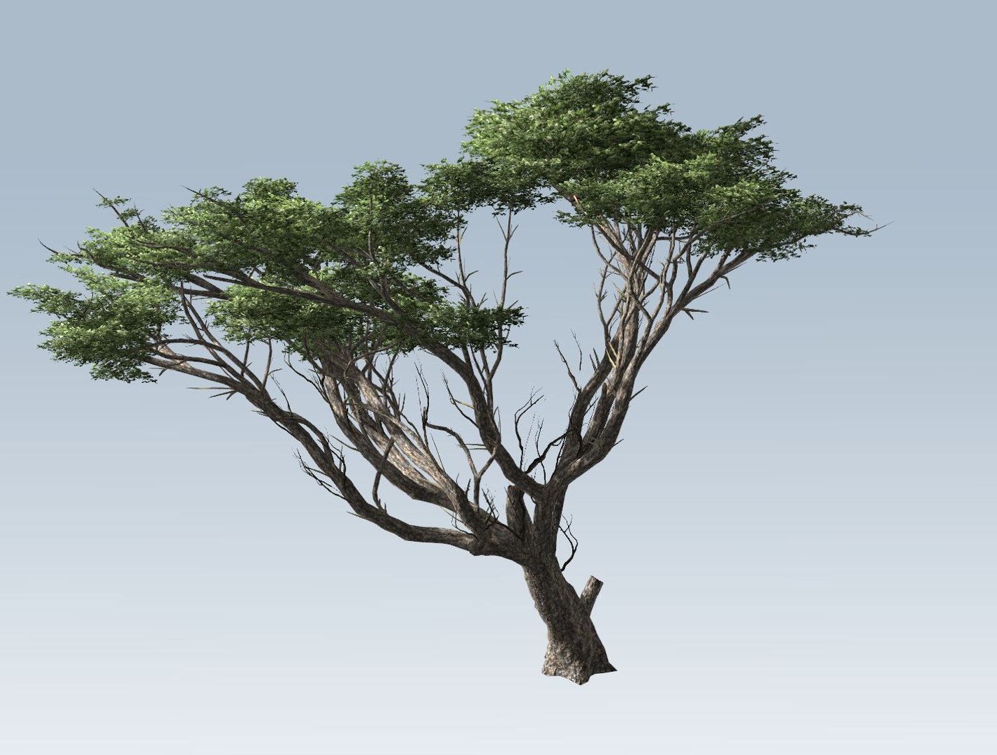 3D Branches Leaves - TurboSquid 1376217