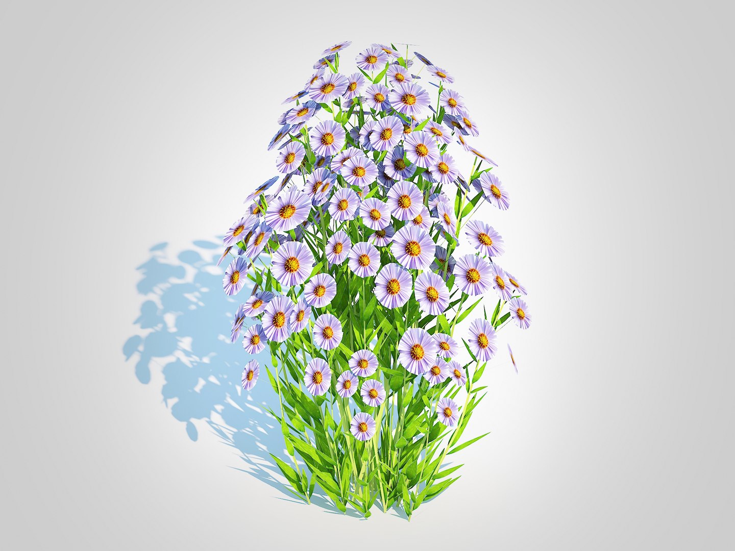Aster Novi-belgii - New York Aster - Blue 3D Model - TurboSquid 2273049