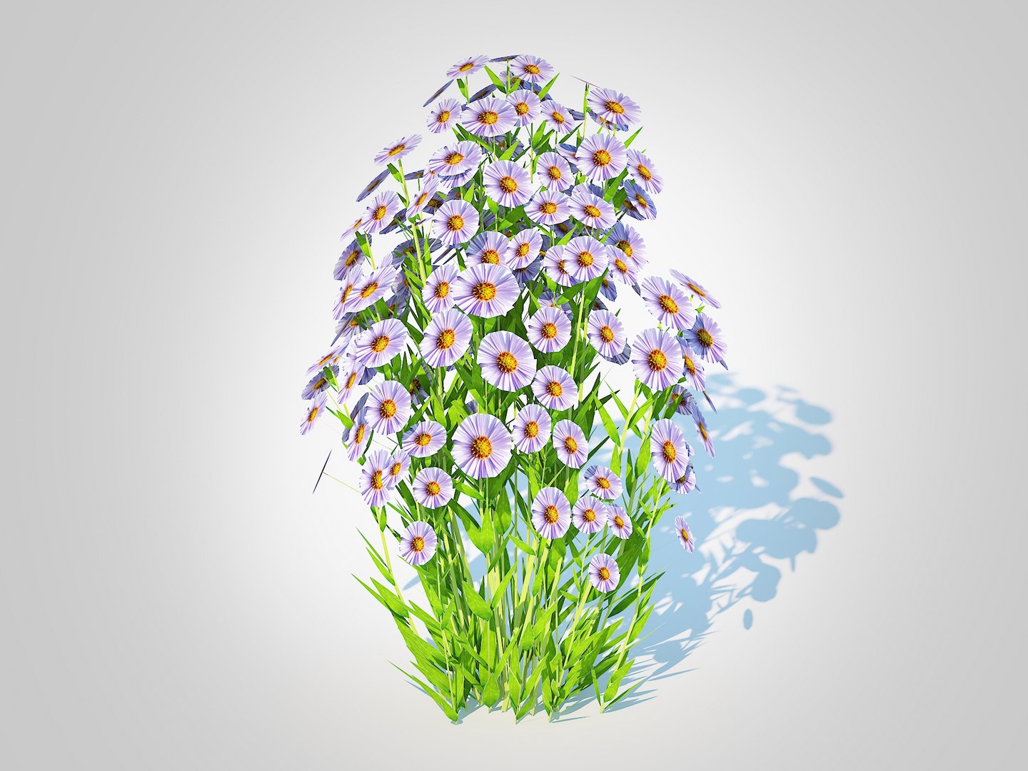 Aster Novi-belgii - New York Aster - Blue 3D Model - TurboSquid 2273049