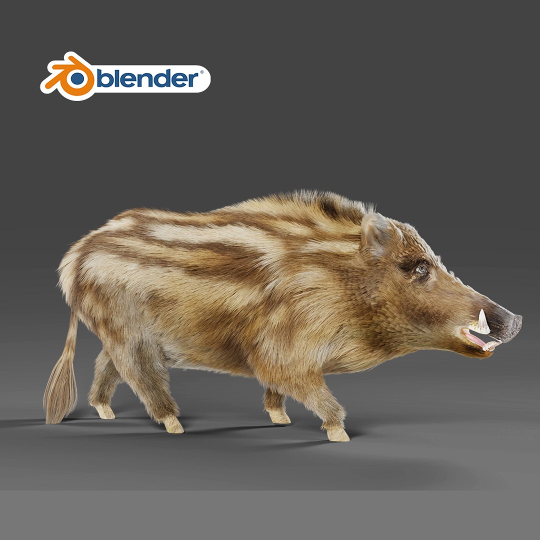 Fur Wild Boar V03 Rigged in Blender model - TurboSquid 1991114