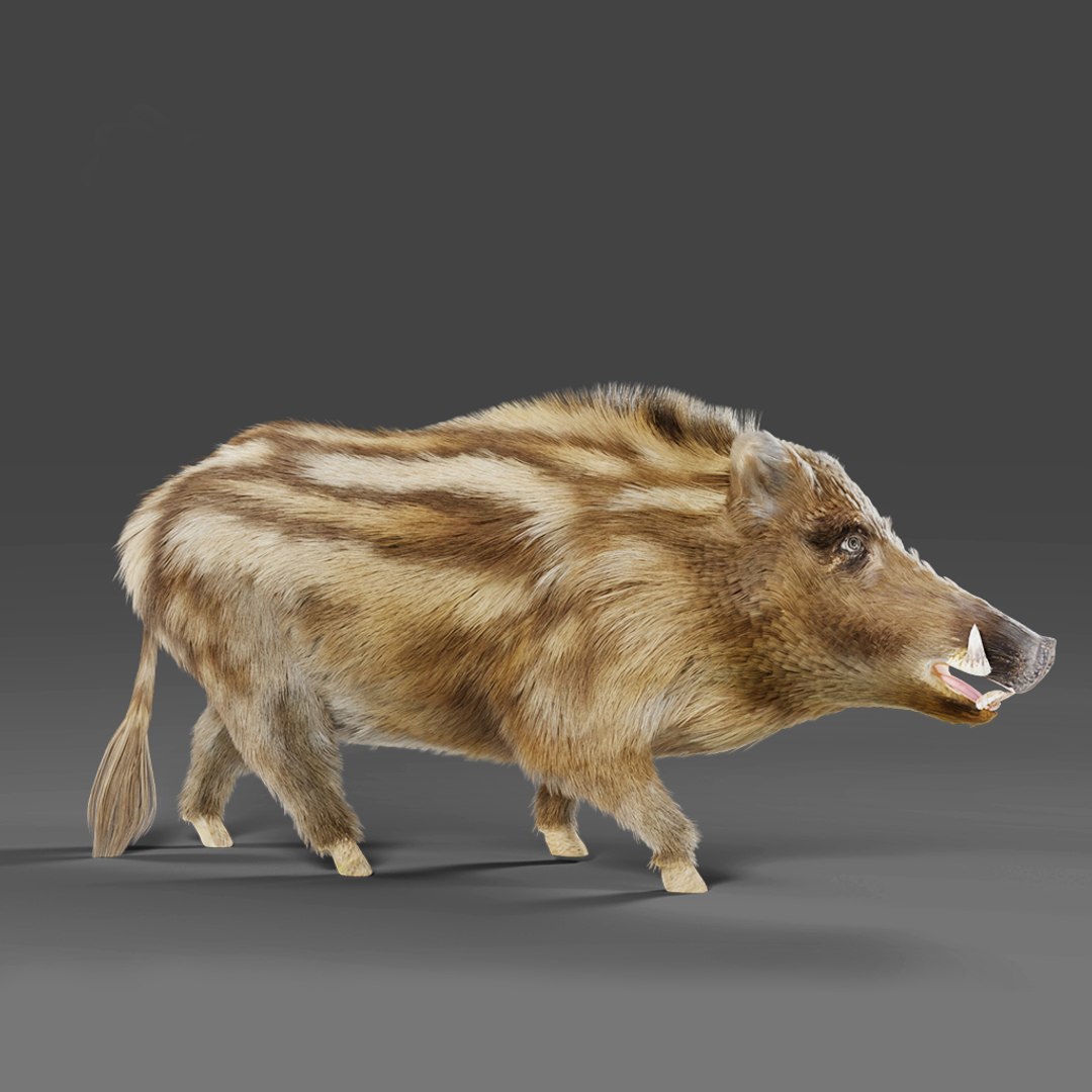 Fur Wild Boar V03 Rigged in Blender model - TurboSquid 1991114