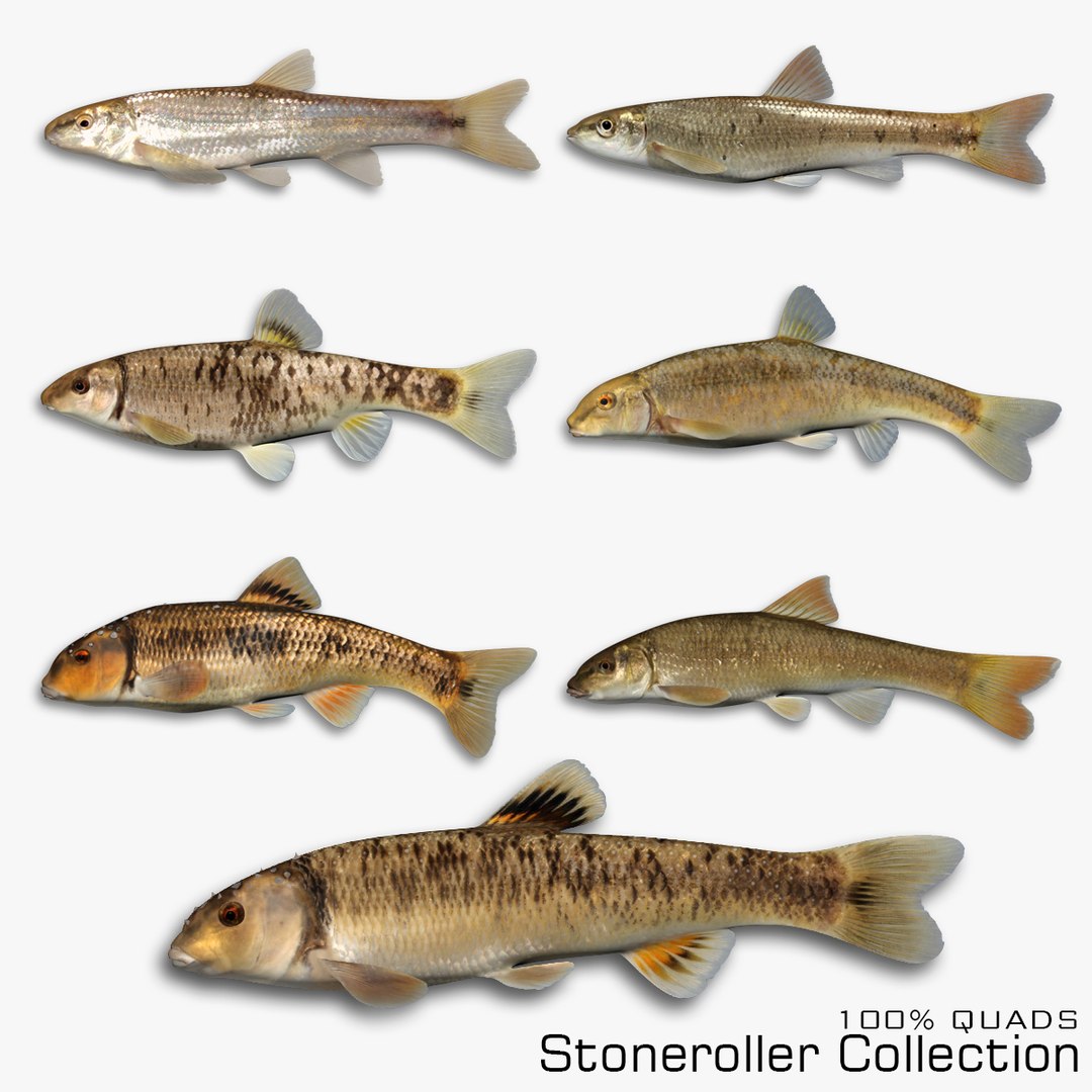 Stoneroller Collection 3D Model - TurboSquid 1816533