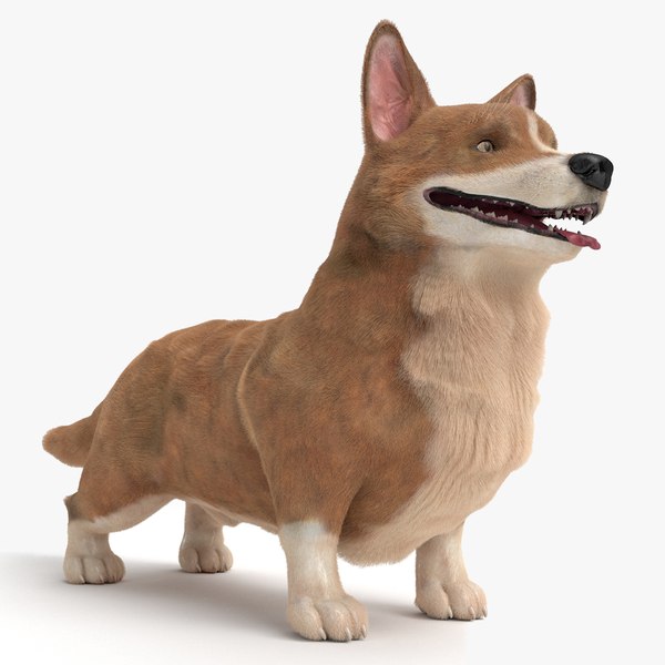 Corgi 3D Models for Download | TurboSquid
