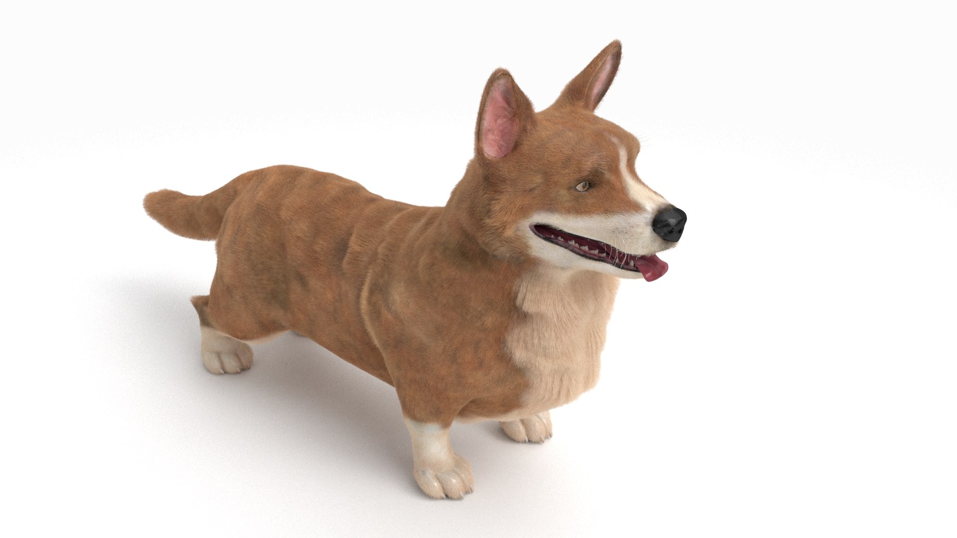 Corgi Fur Animations Model - TurboSquid 1632168