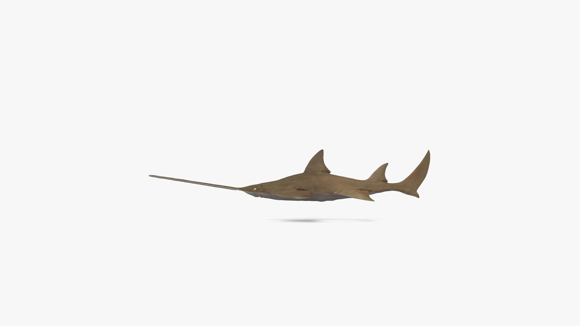 Sawfish Model - TurboSquid 2184420