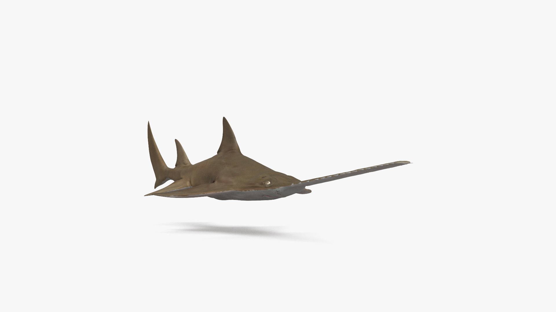 Sawfish Model - TurboSquid 2184420