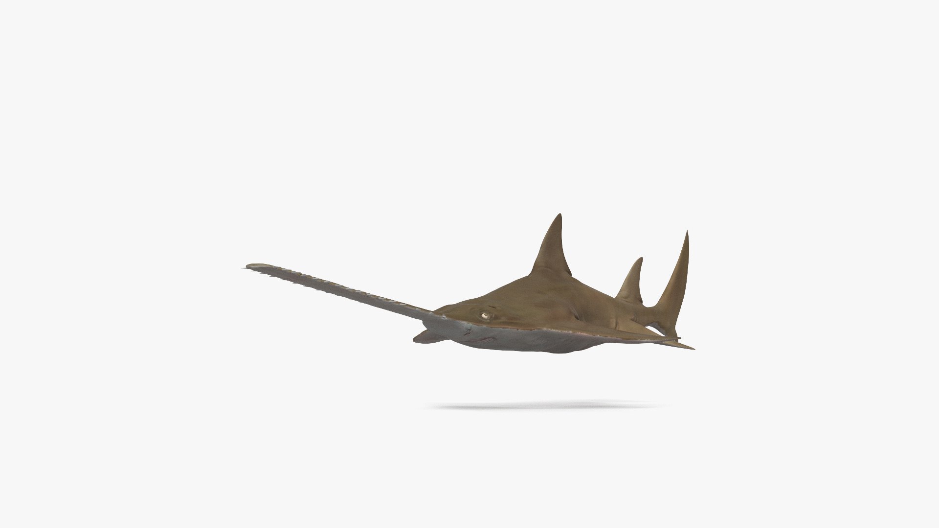 Sawfish Model - TurboSquid 2184420