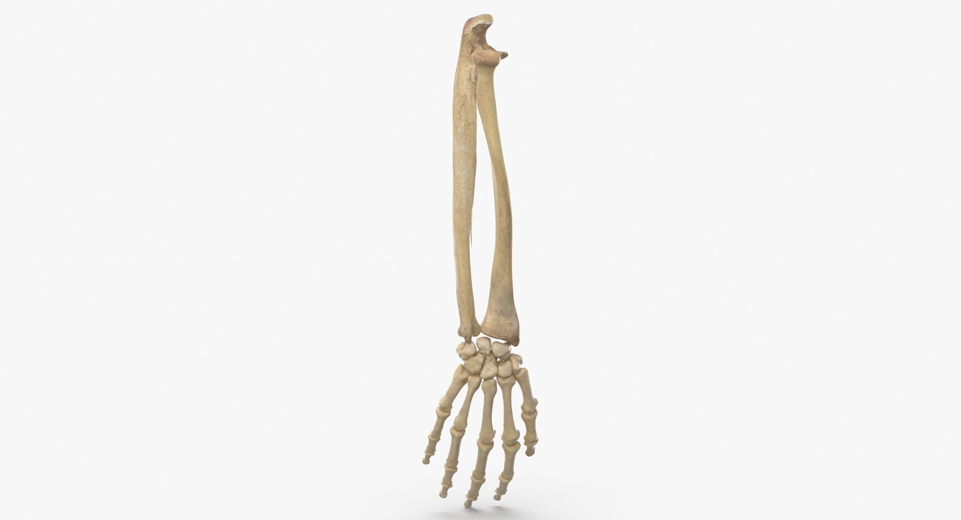 Human Hand Ulna And Radius Bones White And Yellow Collection 01 - 2 ...