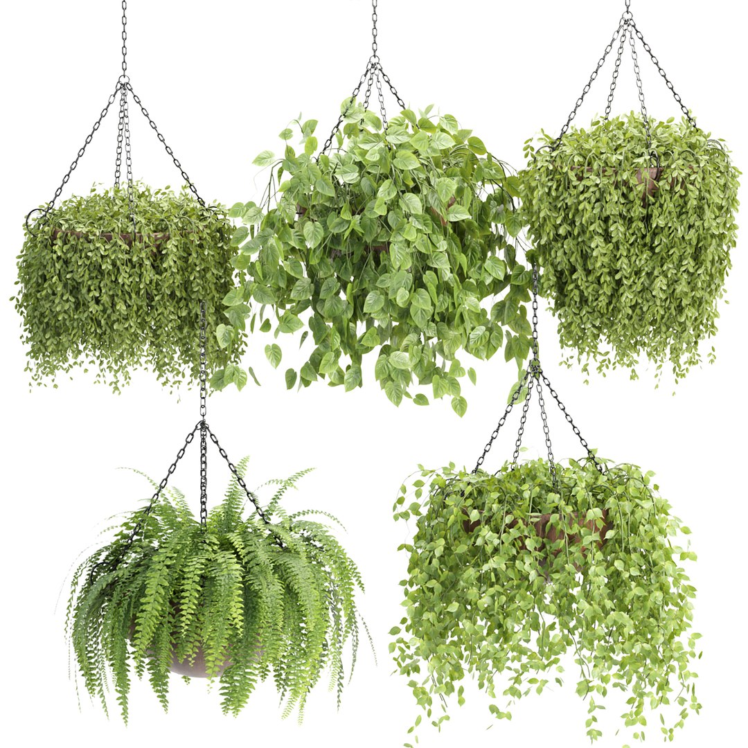 3D Model Hanging Plants Collection Vol 142 - TurboSquid 1984201