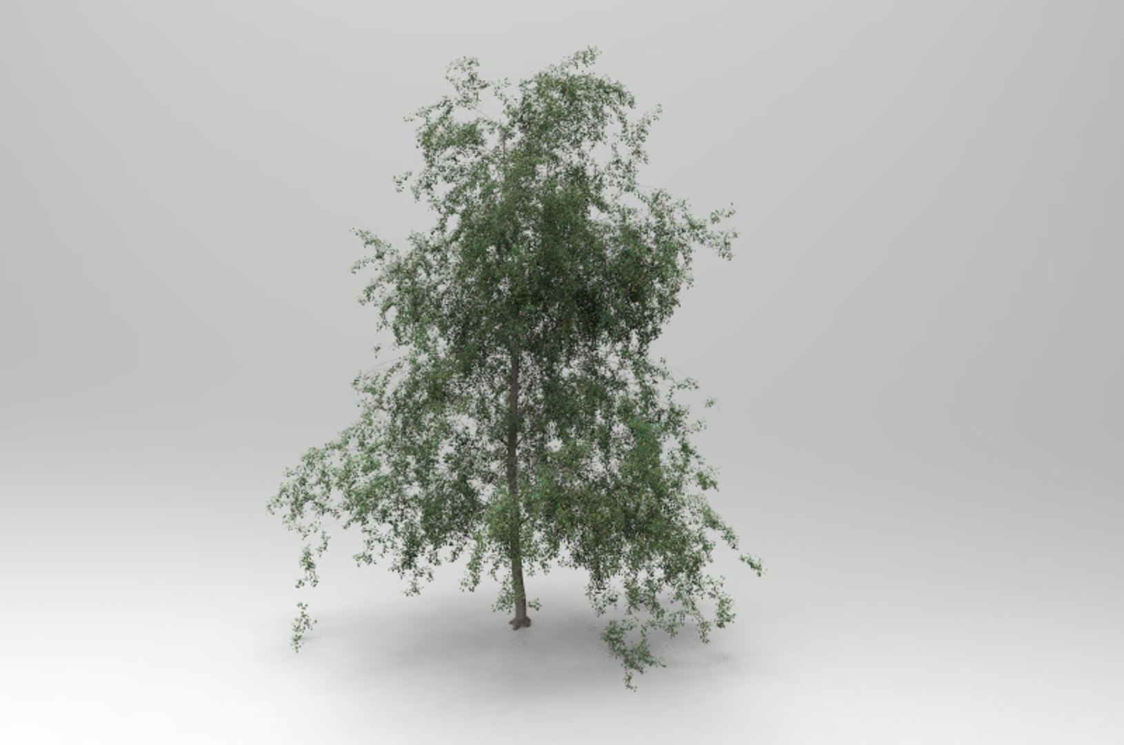 3D birch tree model - TurboSquid 1205730