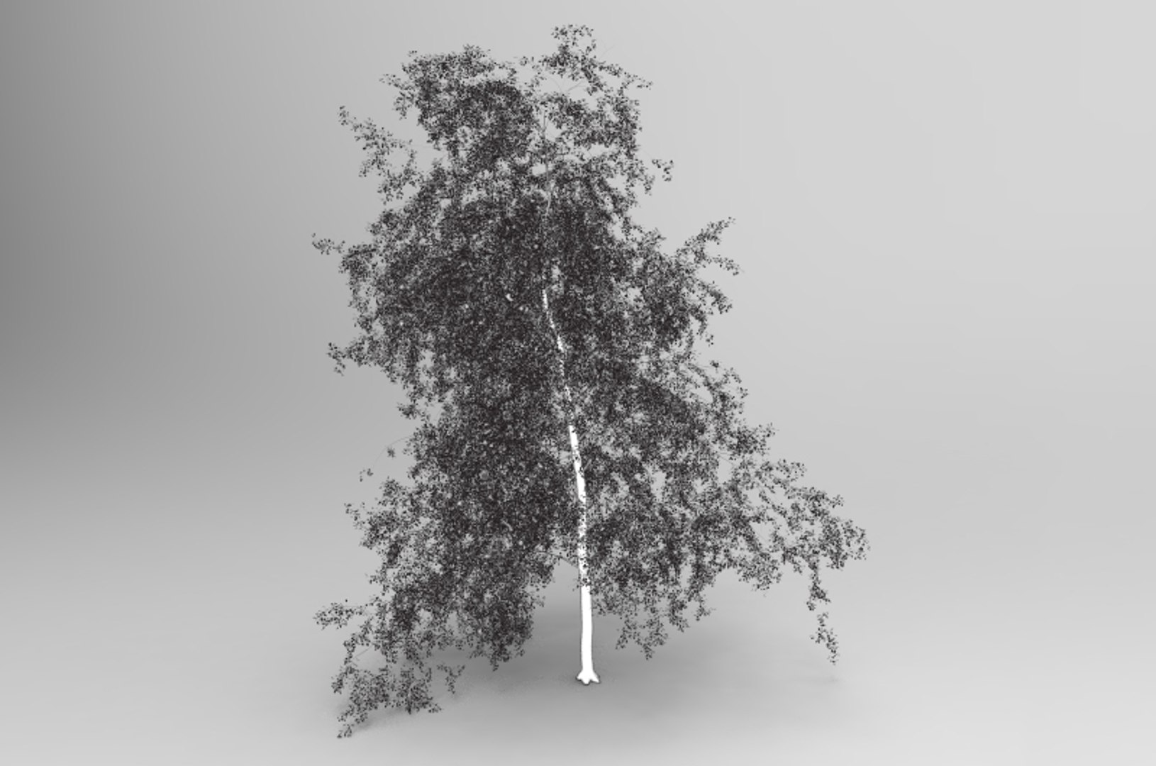 3D birch tree model - TurboSquid 1205730