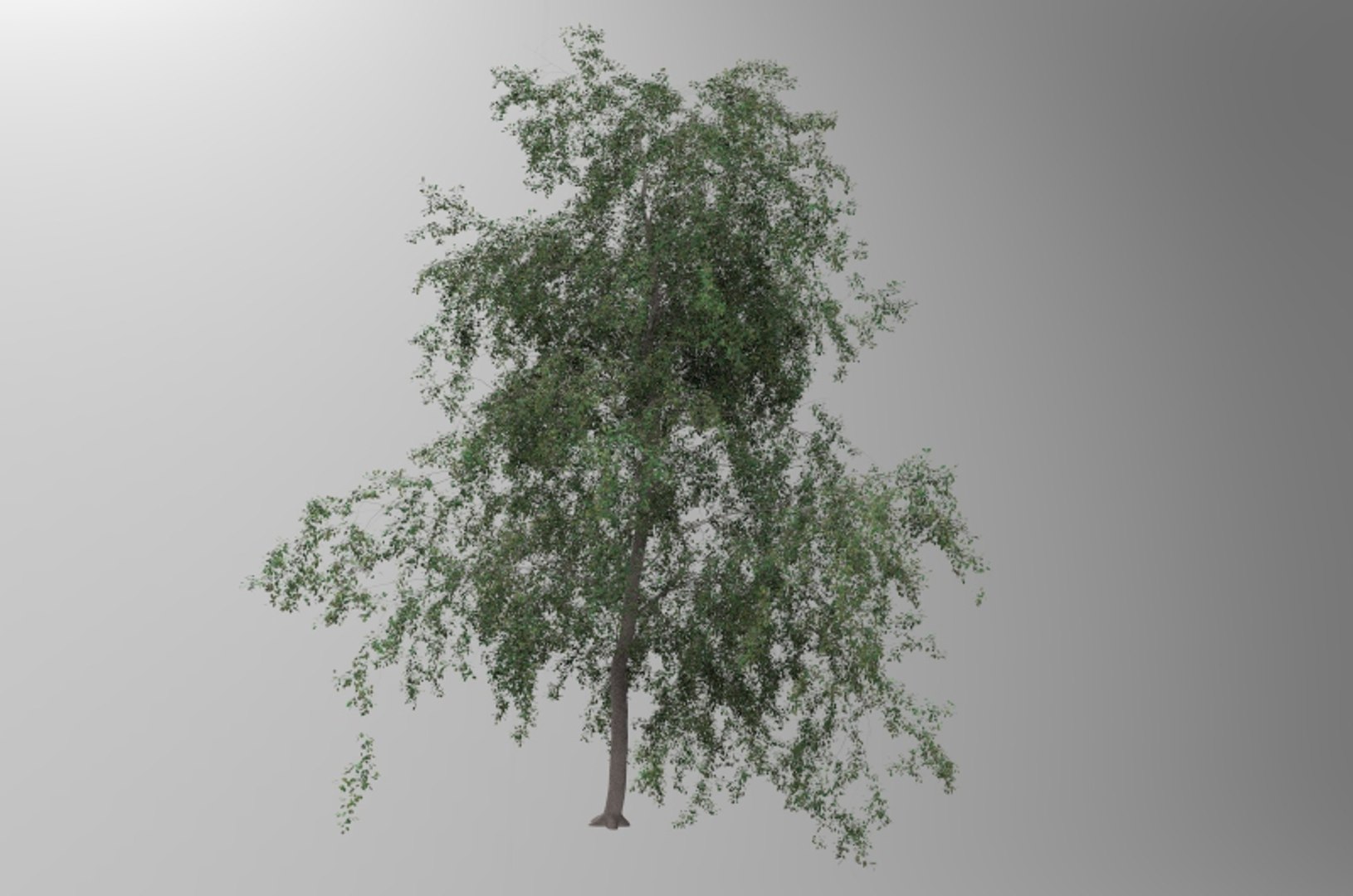 3D birch tree model - TurboSquid 1205730