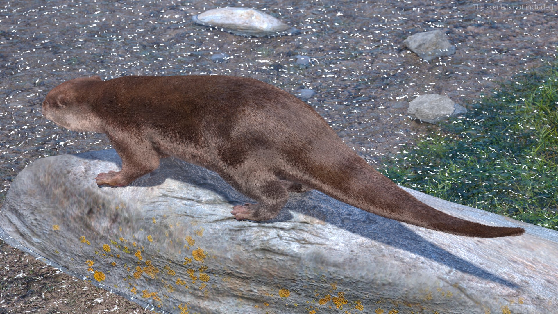 3D Otter Basic Pose Fur - TurboSquid 2133612
