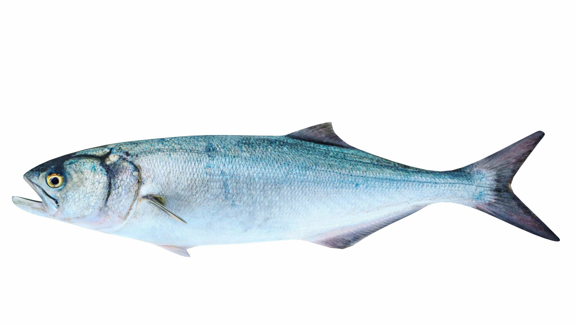 Bluefish 3D Model - TurboSquid 2381434