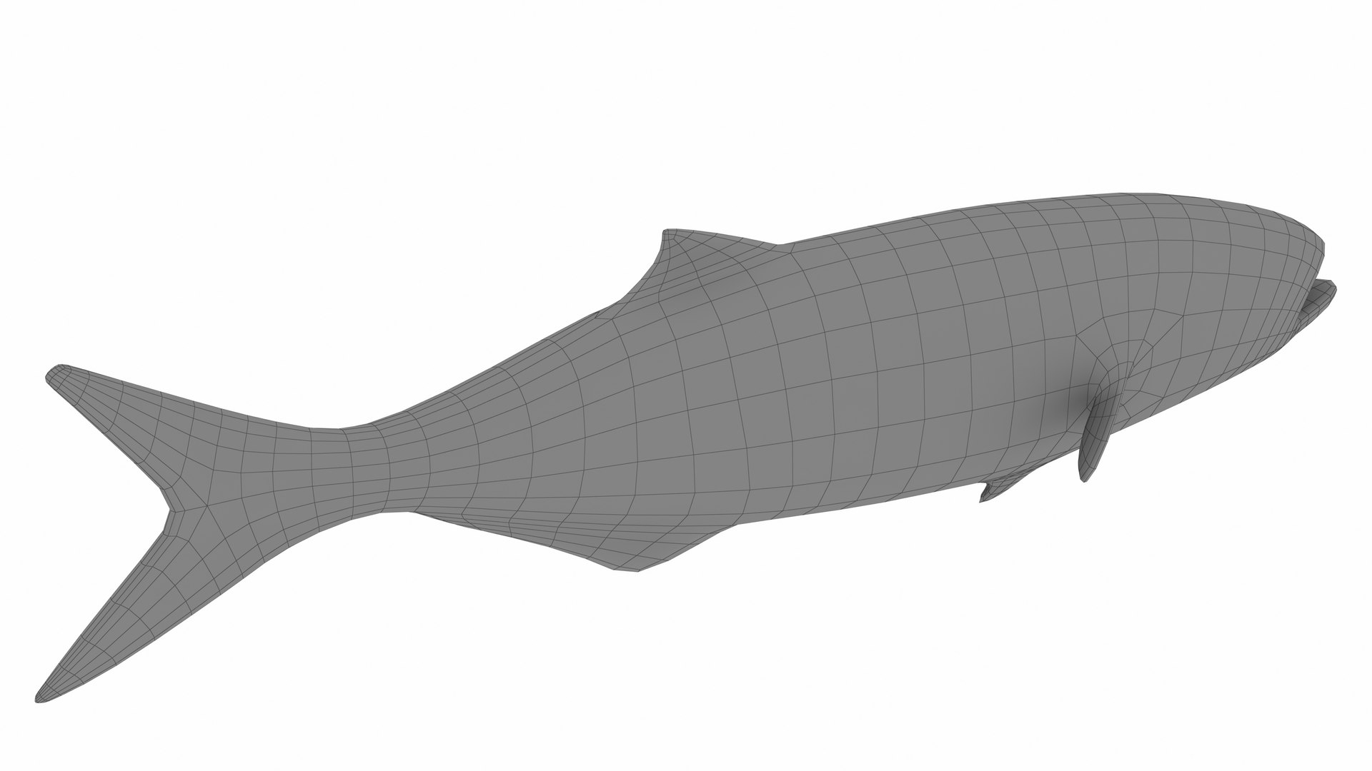 Bluefish 3D Model - TurboSquid 2381434