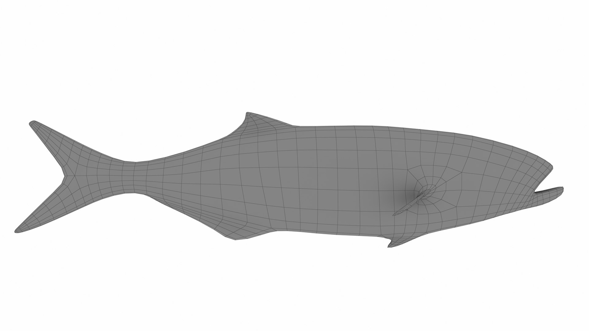 Bluefish 3D Model - TurboSquid 2381434