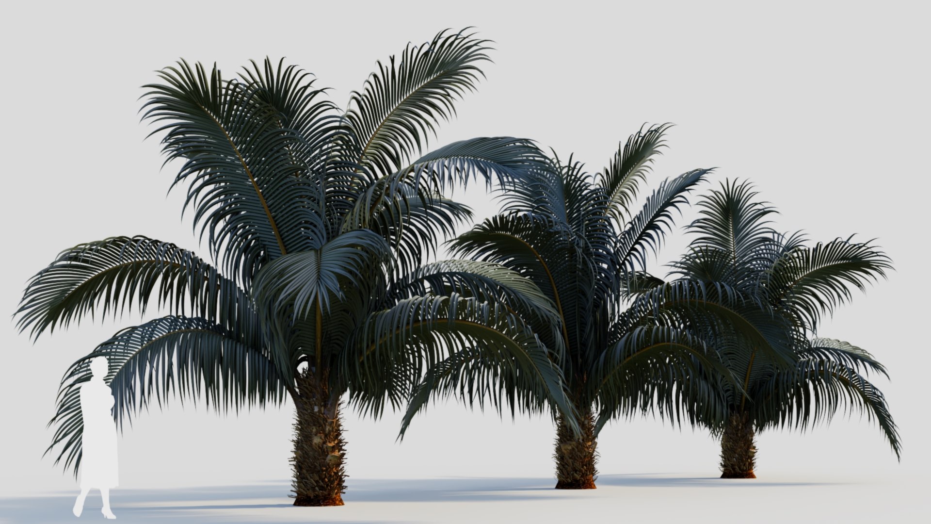 3D Beccariophoenix Alfredii A Model - TurboSquid 2216065