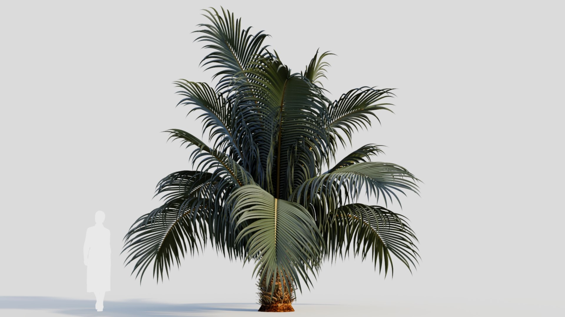 3D Beccariophoenix Alfredii A Model - TurboSquid 2216065