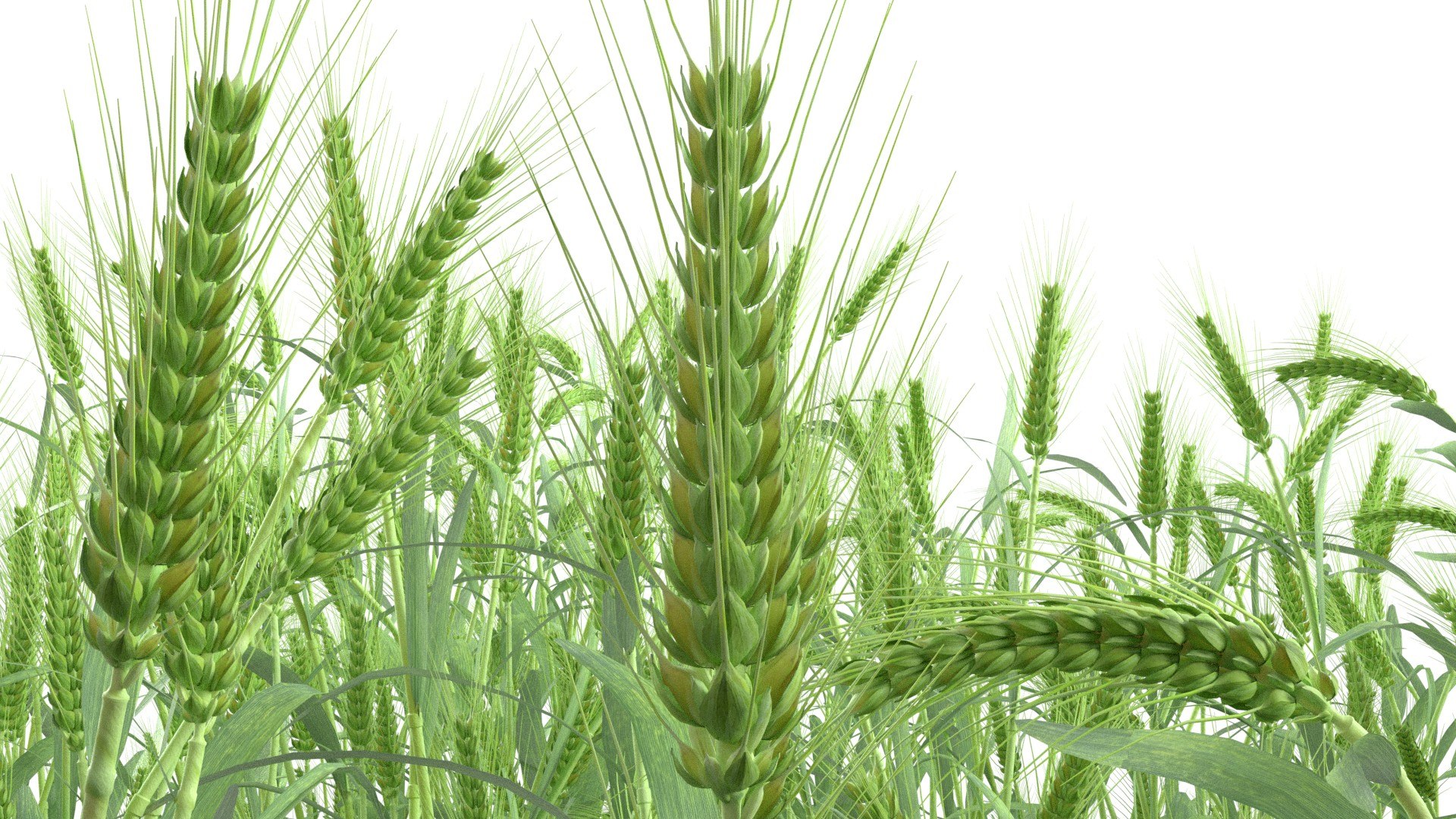 3D Wheat Green Field Section - TurboSquid 2408835