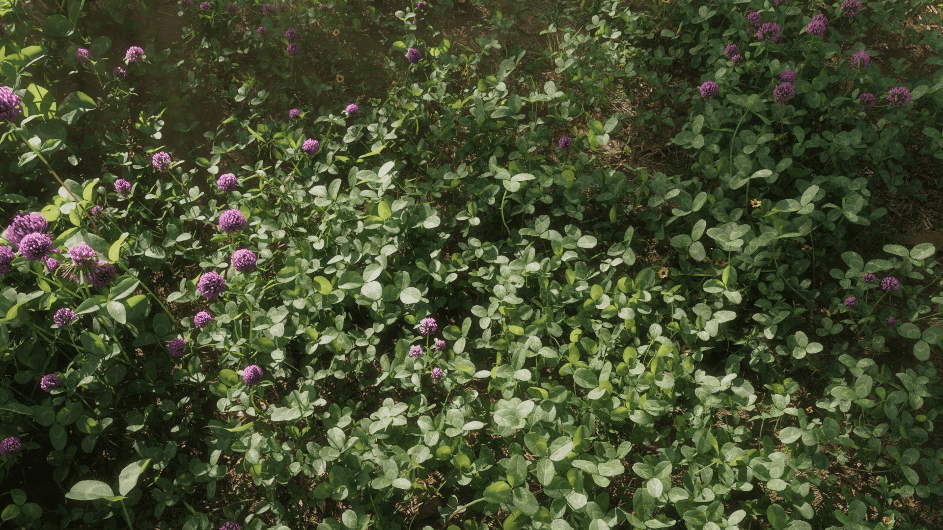 3D clovers flower vol01 model - TurboSquid 1616376