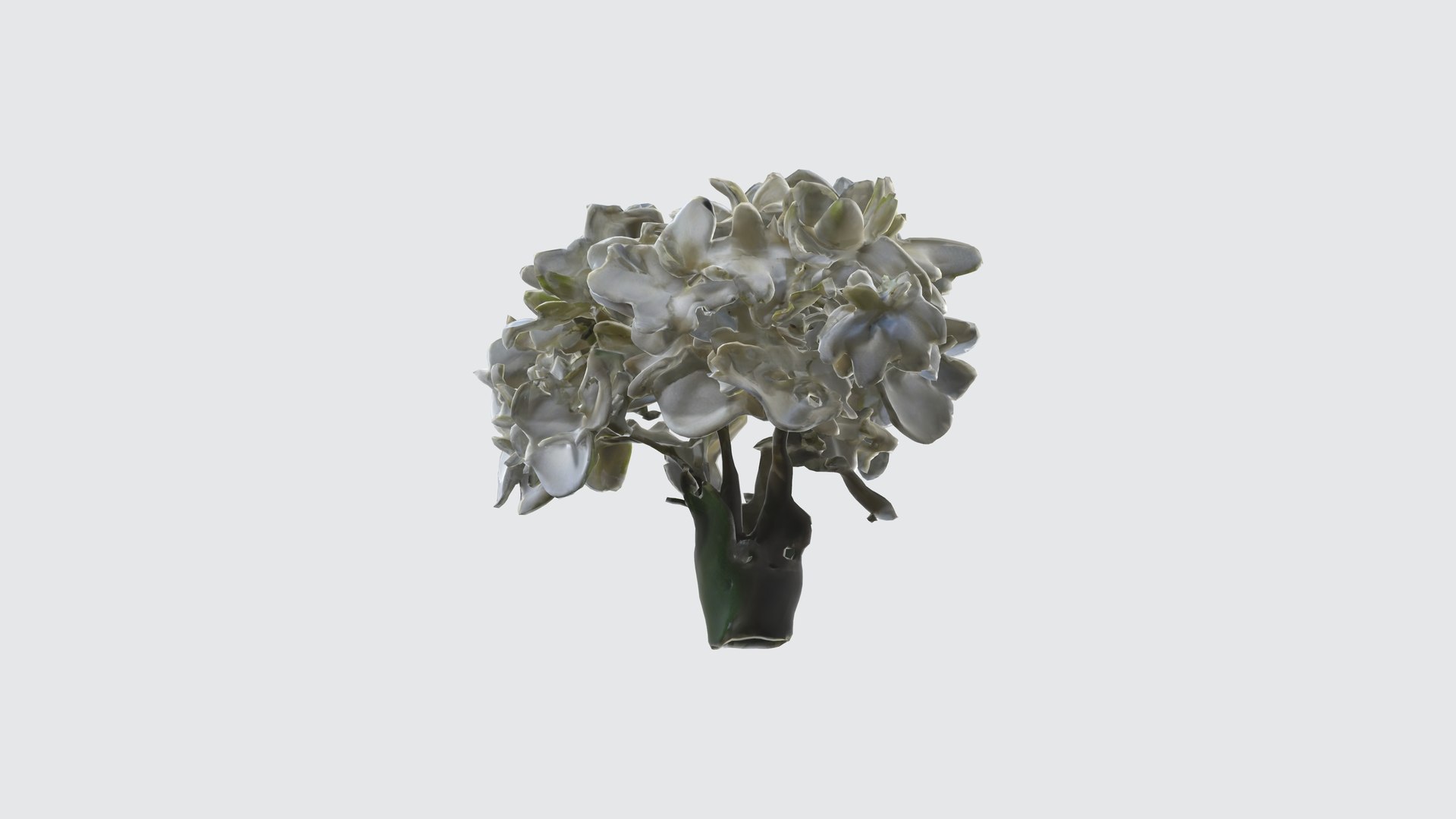Stephanotis Flowers 3D Model - TurboSquid 2281629