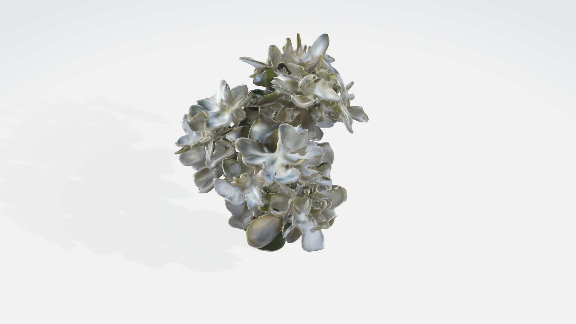 Stephanotis Flowers 3D Model - TurboSquid 2281629