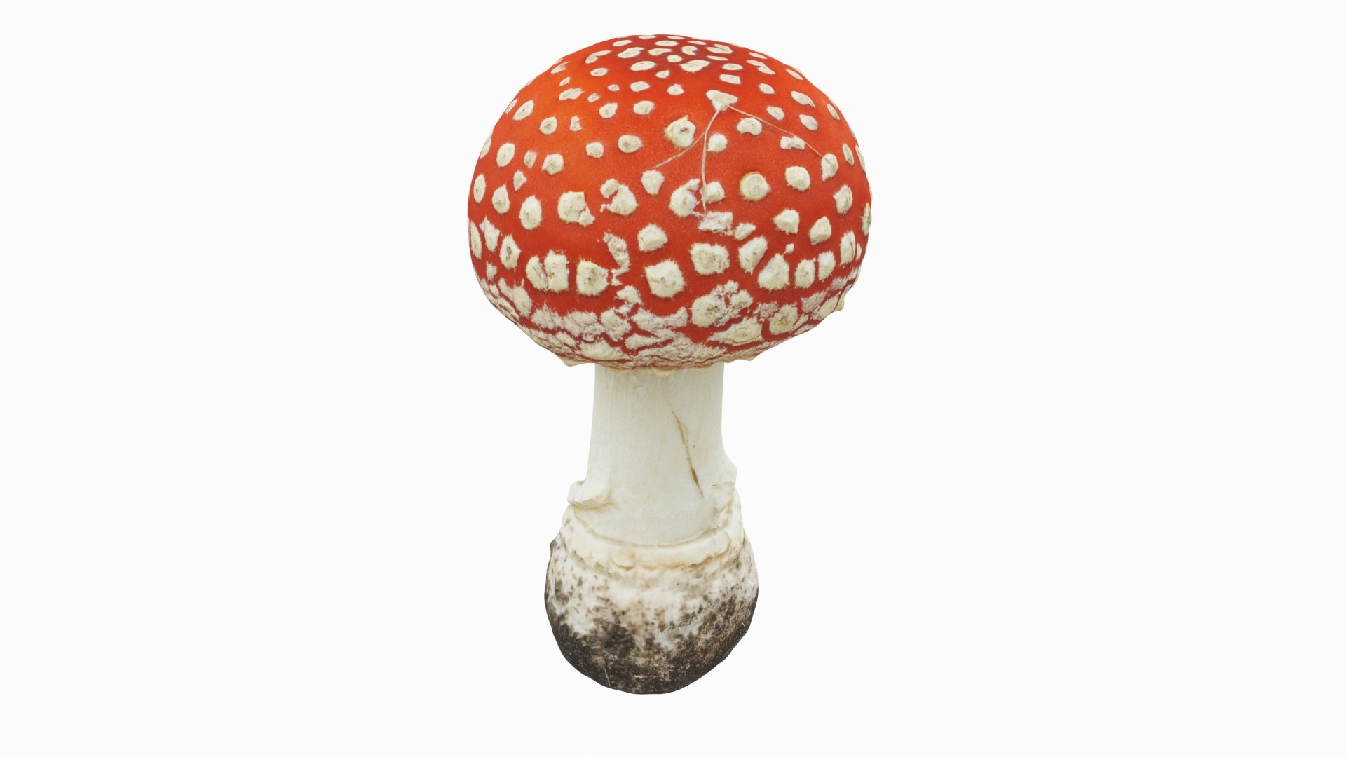 Toadstool 4 3D Model - TurboSquid 2266136