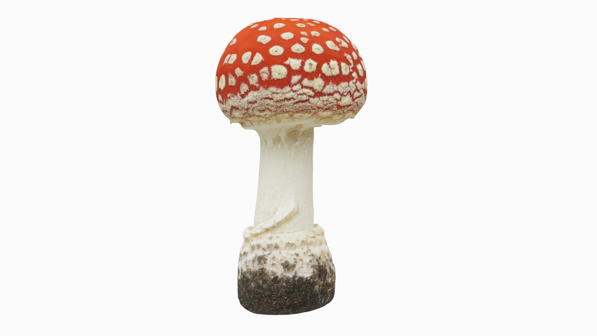 Toadstool 4 3D Model - TurboSquid 2266136