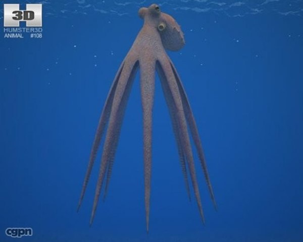 3d model of common octopus vulgaris