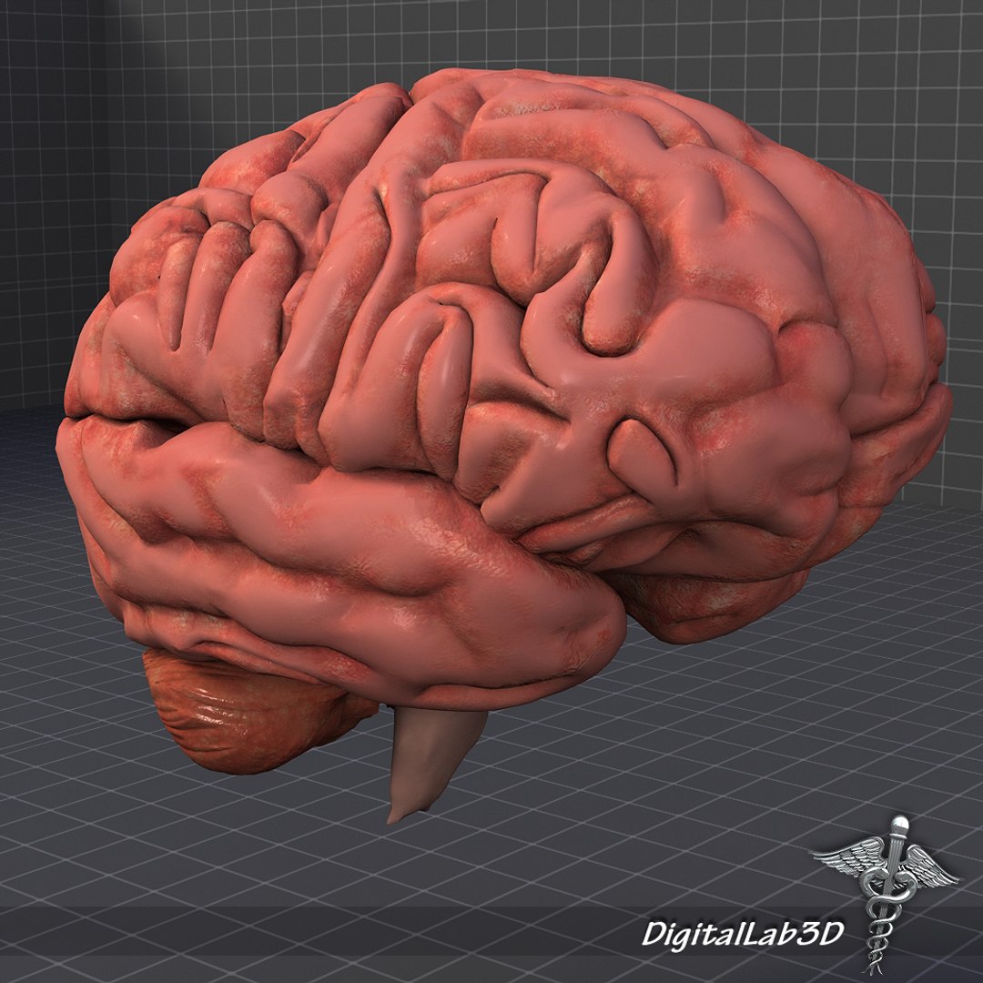3ds Human Brain Anatomy