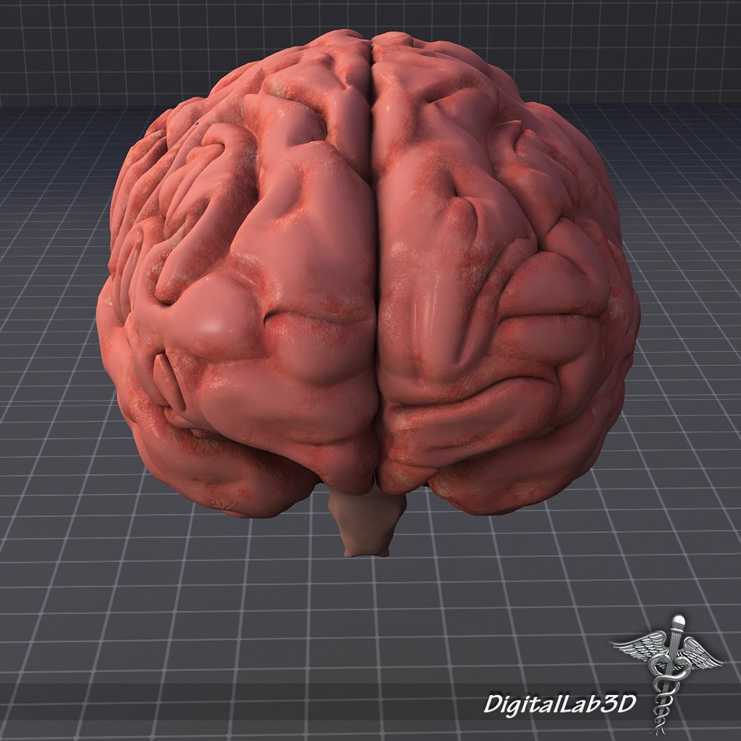 3ds Human Brain Anatomy