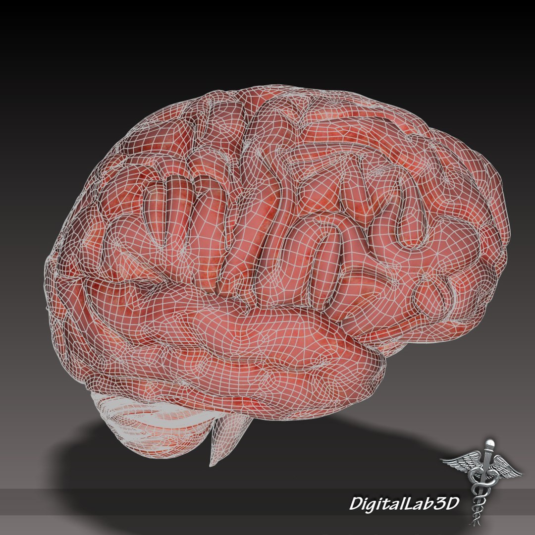 3ds Human Brain Anatomy