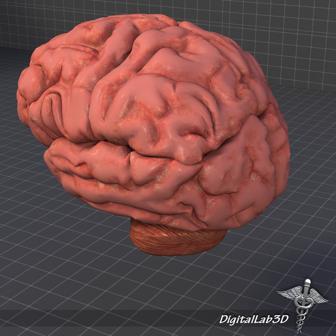 3ds Human Brain Anatomy