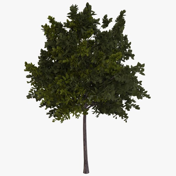 Generic green tree 3D model - TurboSquid 1428503