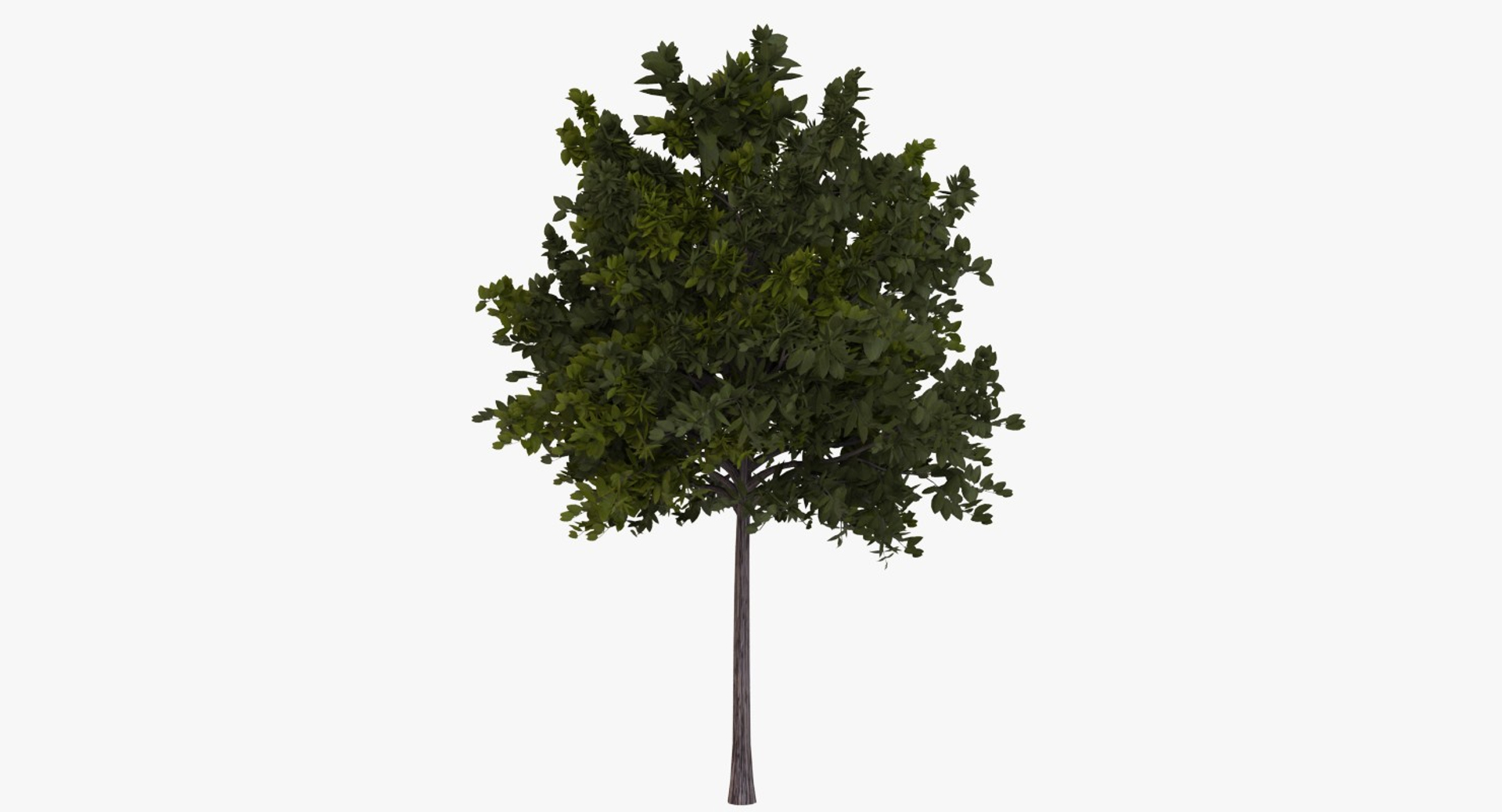 Generic green tree 3D model - TurboSquid 1428503