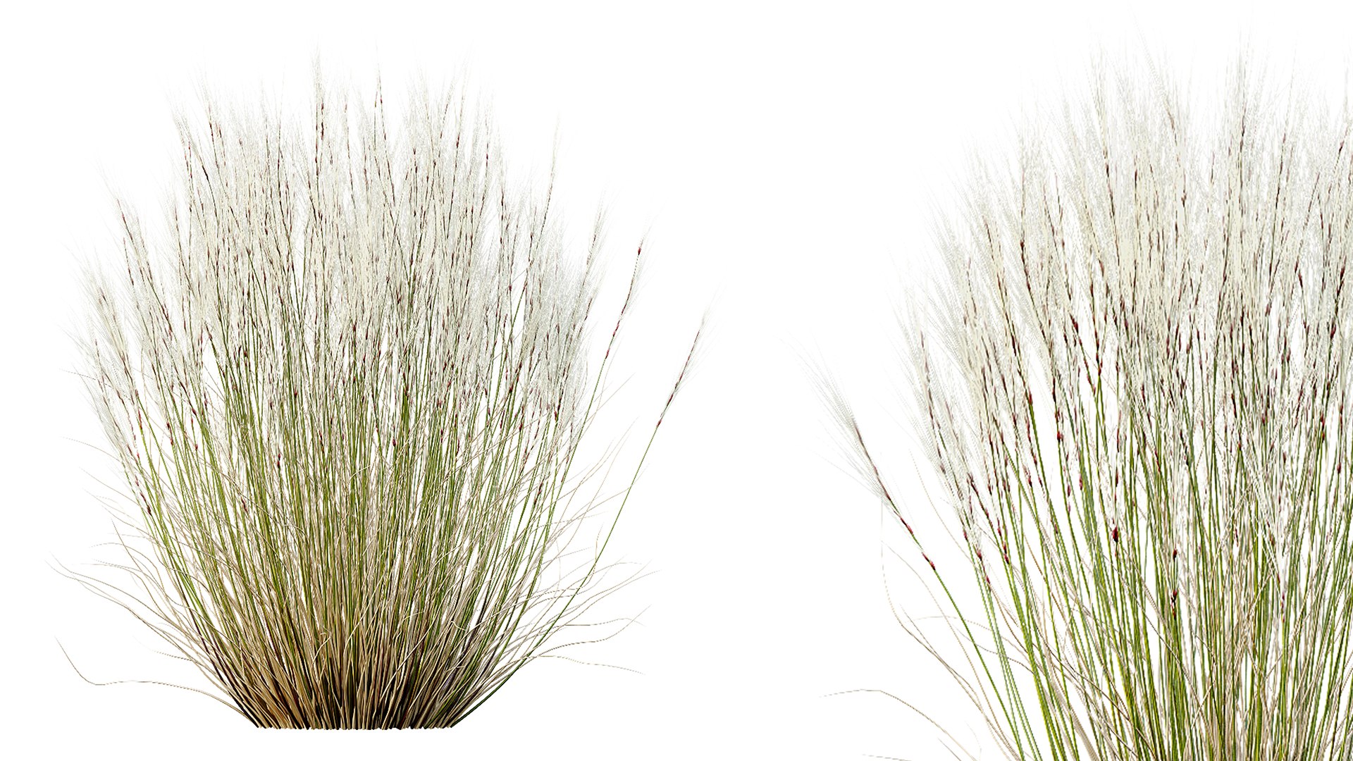 3D AV Stipa Tenuissima Ostnica Mocna Pony Tails And European Feather ...