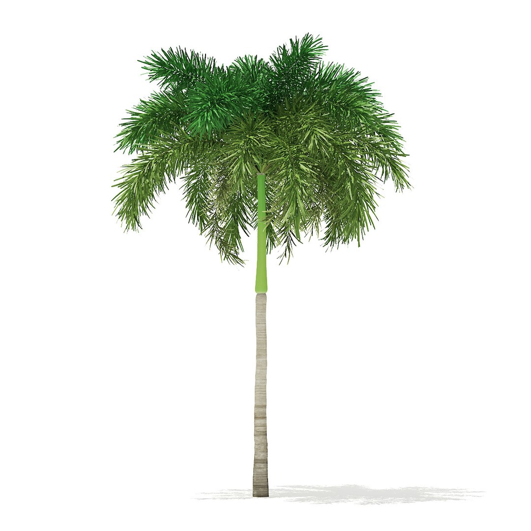 3D Foxtail Palm Tree - TurboSquid 1354679