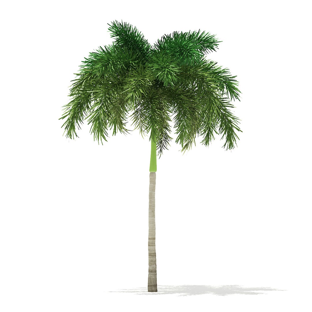 3D Foxtail Palm Tree - TurboSquid 1354679