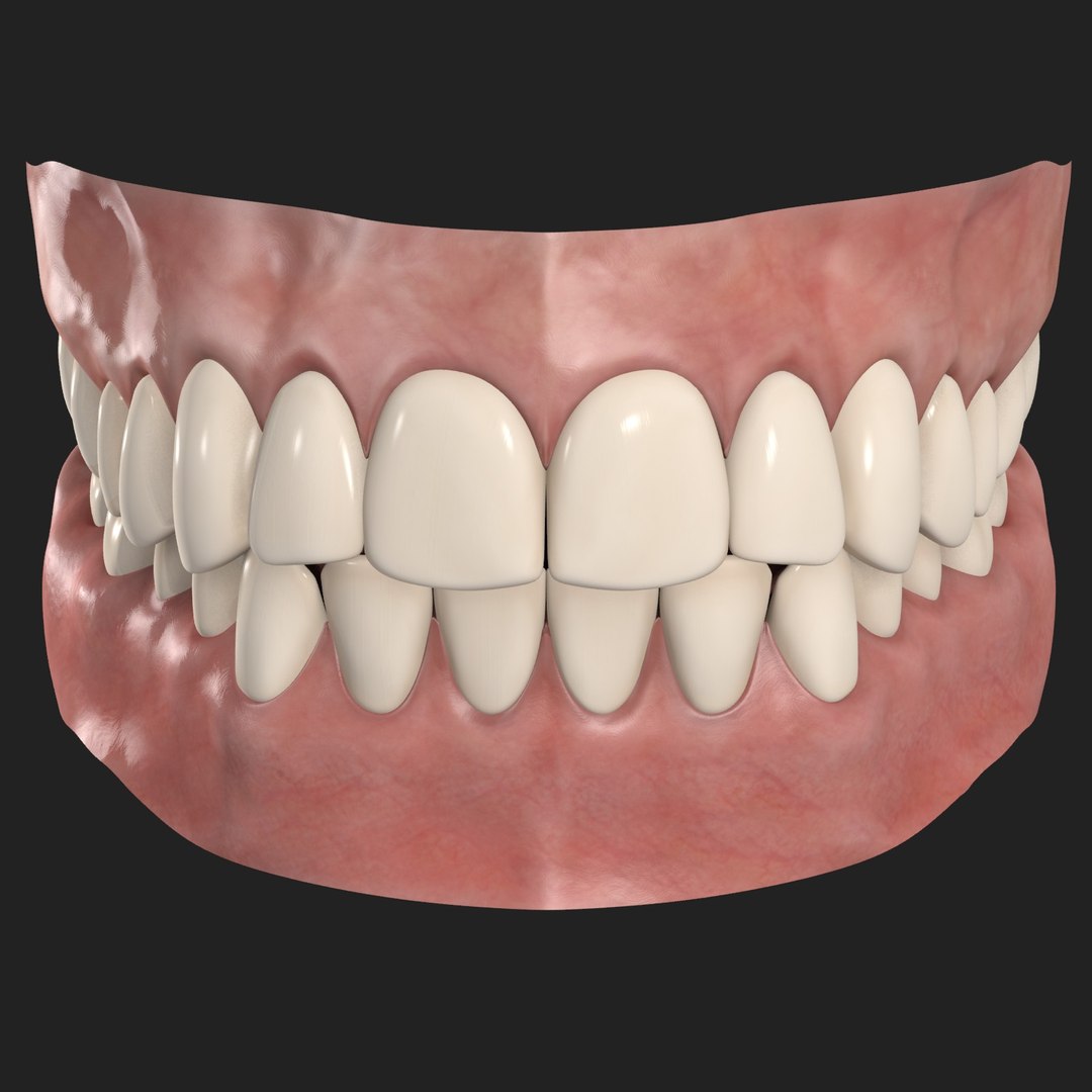 3d Human Teeth Model